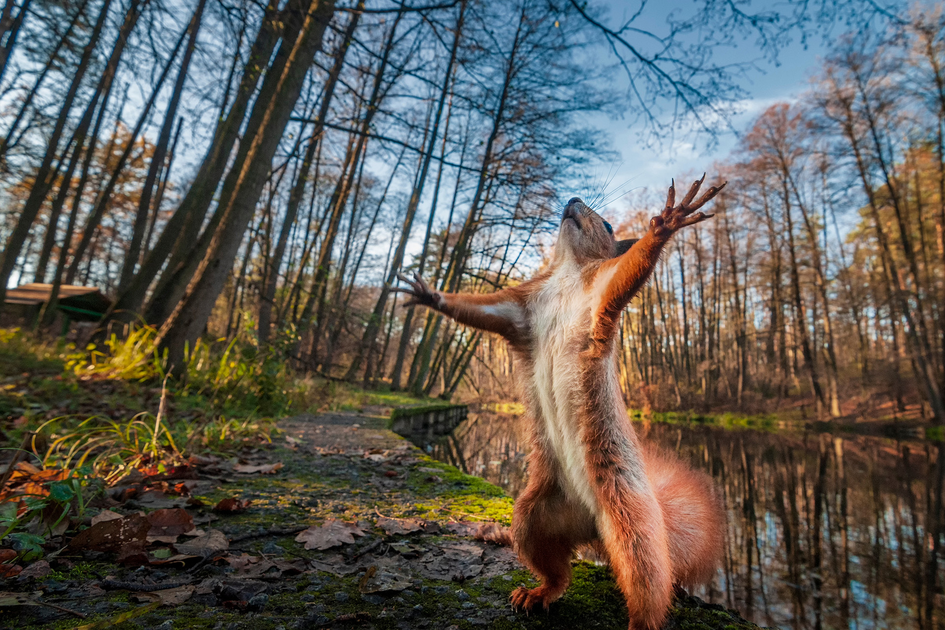 The Forests: What Does Biodiversity Mean? – Natures Partners